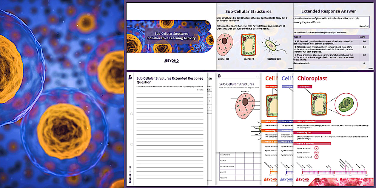 Subcellular Structures Collaborative Learning Activity | Beyond