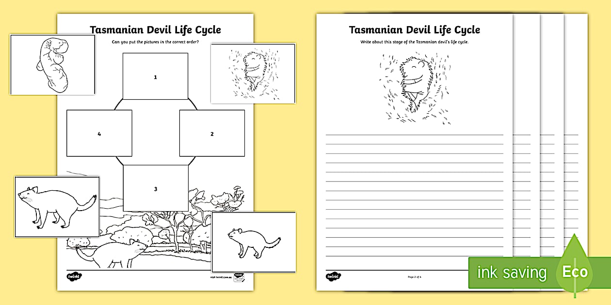 Tasmanian Devil Life Cycle Worksheets (teacher made)