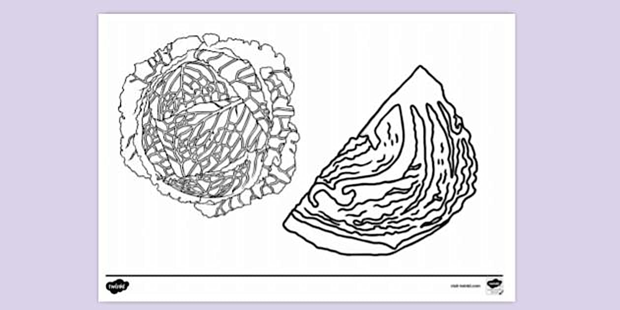 Cabbage Colouring Sheet | Food Colouring Sheets | Twinkl