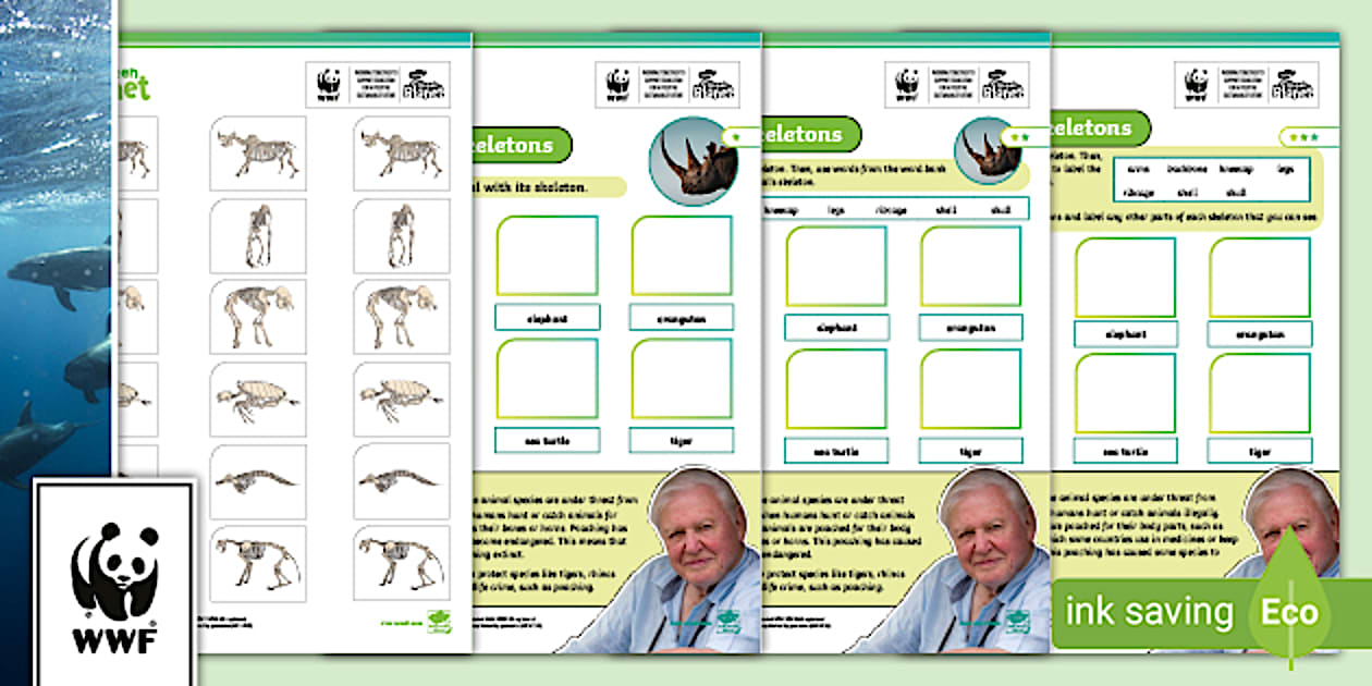 FREE! - WWF: Skeletons Matching Activity with David Attenborough