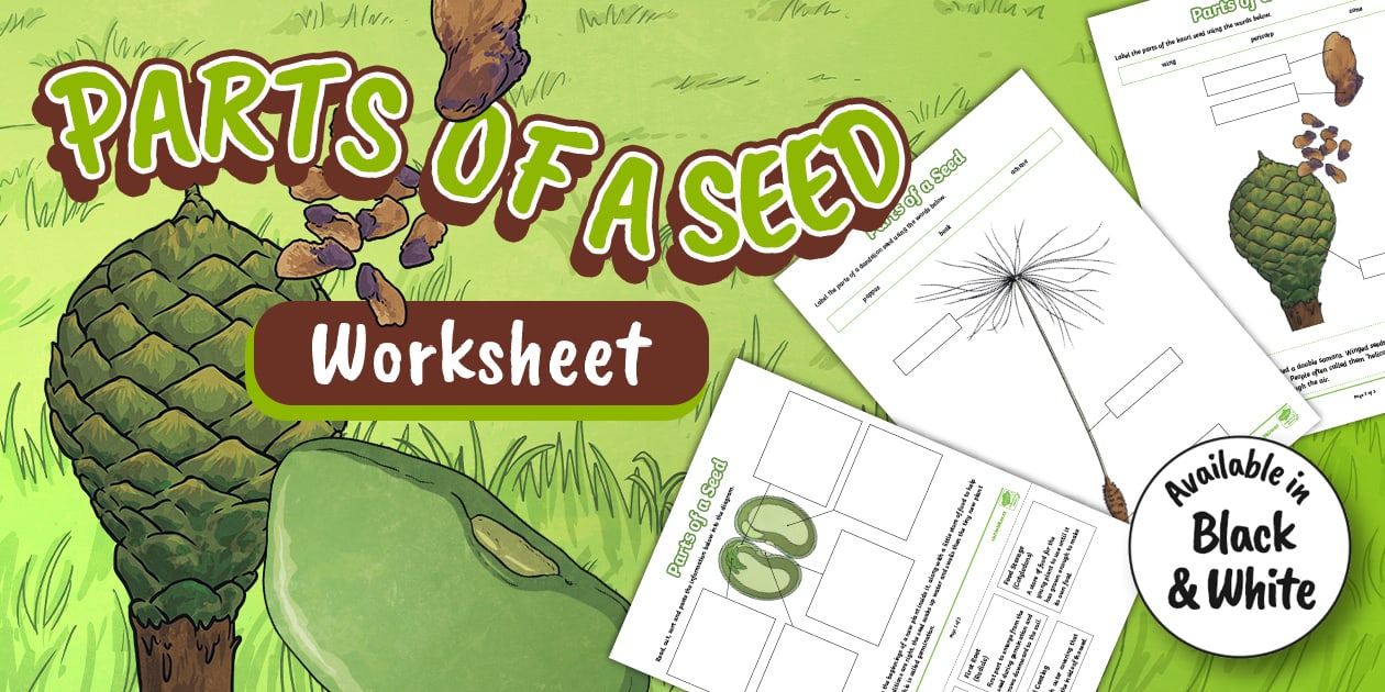 Parts of a Seed Activity Sheet for Science Students