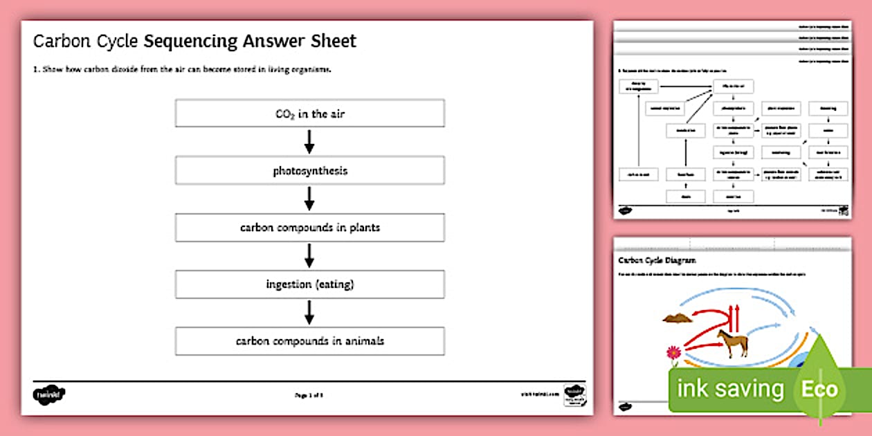 The Carbon Cycle Differentiated Sequencing Cards - Twinkl