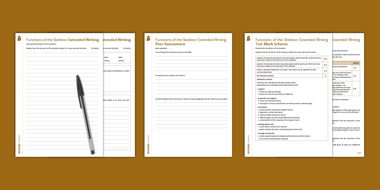 Functions of the Skeleton Extended Writing | Beyond Science