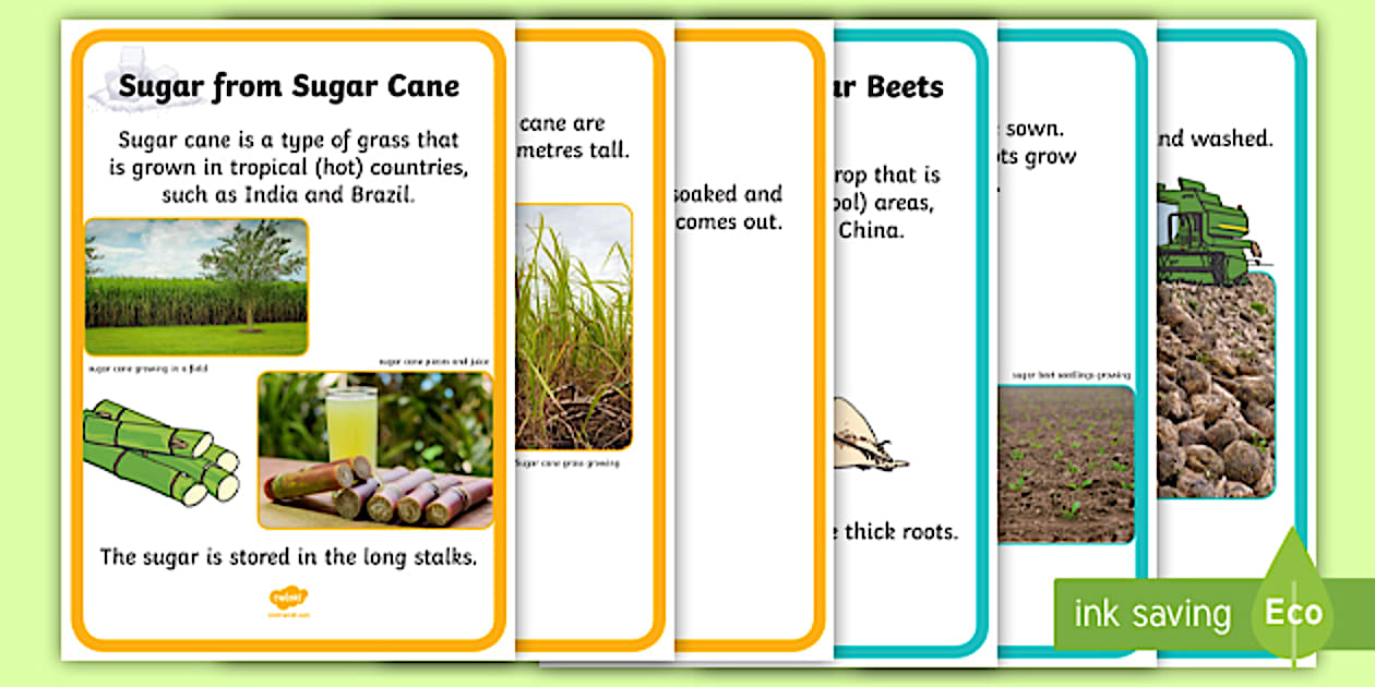 Sugar Production Display Posters (teacher made) - Twinkl