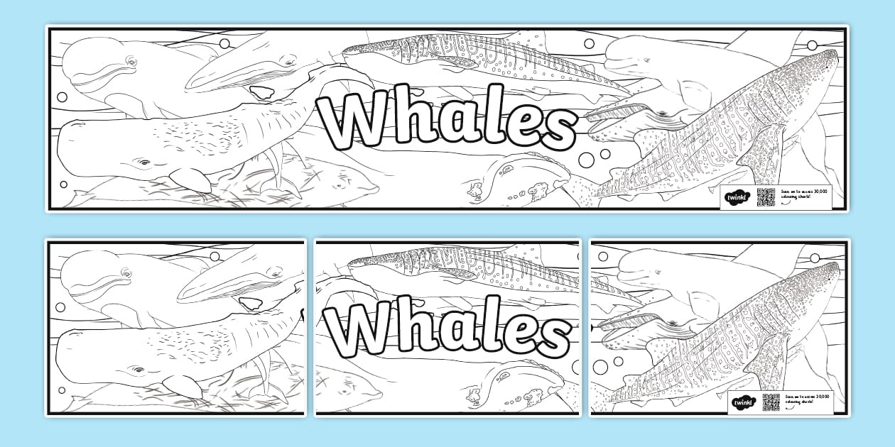 Whales Colouring Display Banner - Twinkl Art (teacher made)