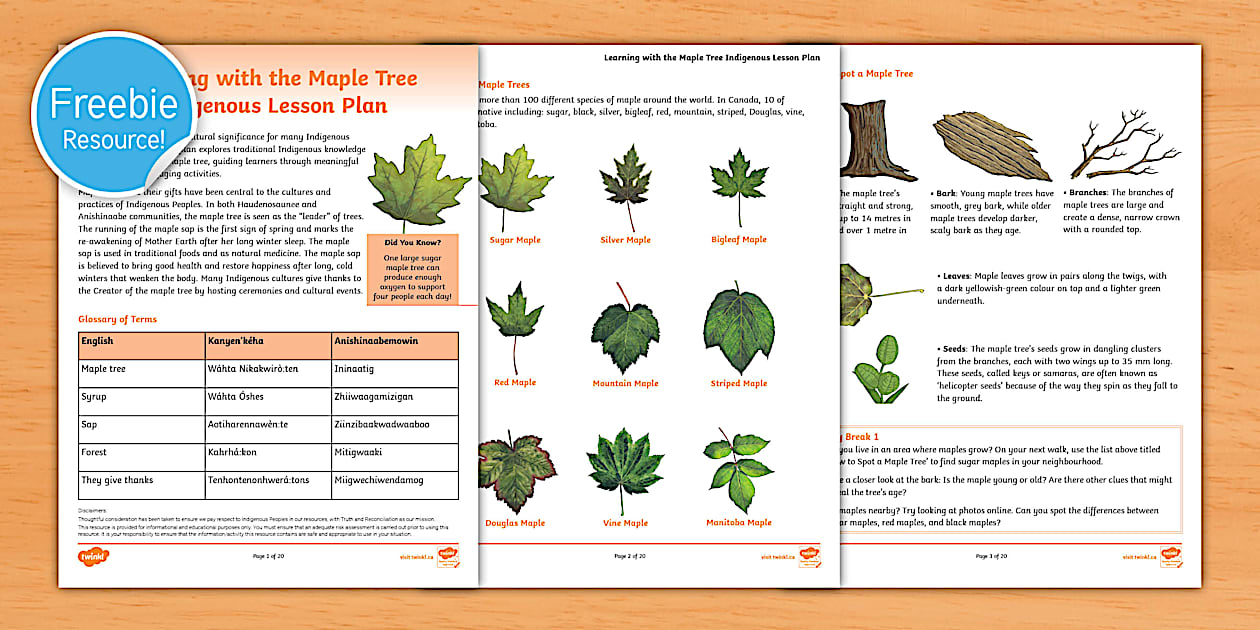 FREE! - Learning With the Maple Tree Indigenous Lesson Plan