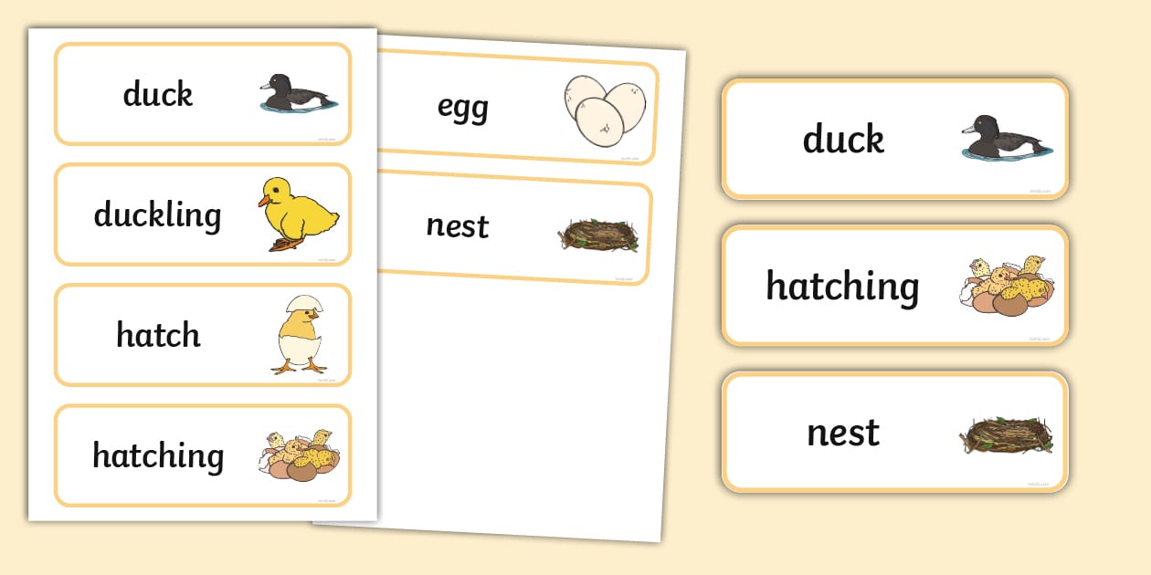 Duck Life Cycle Word Cards | Twinkl | Life Cycles - Twinkl
