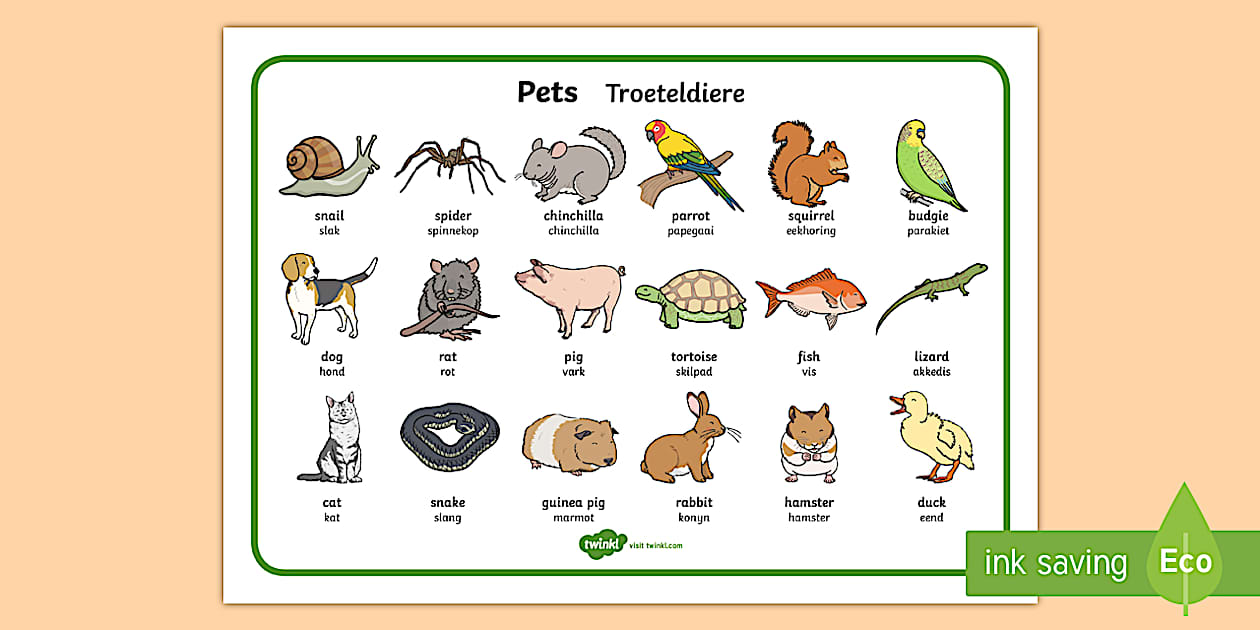 Pets Word Mat English/Afrikaans - Twinkl