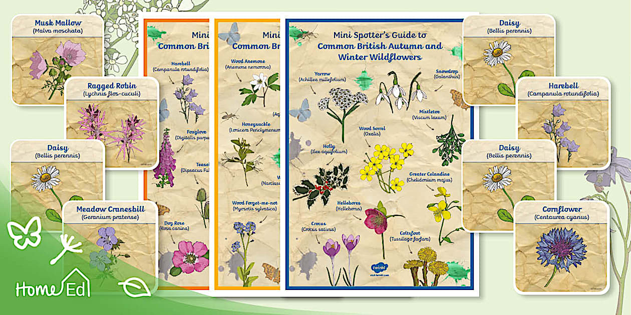 Wildflower ID Guides (teacher made) - Twinkl