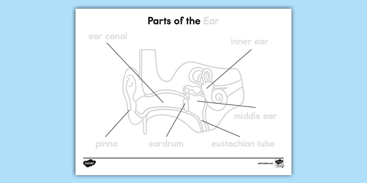 Parts of the Ear Trace and Color Worksheet for K-2nd Grade