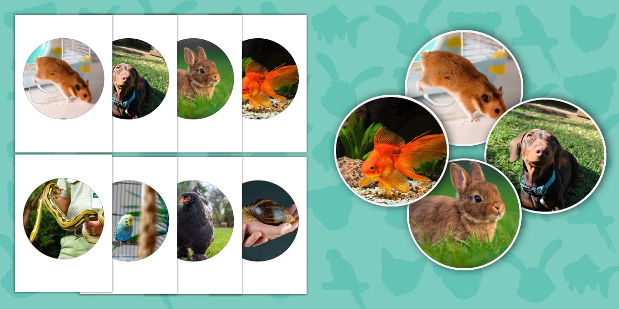 Pets Circle Display Photo Cut-Outs (teacher made) - Twinkl