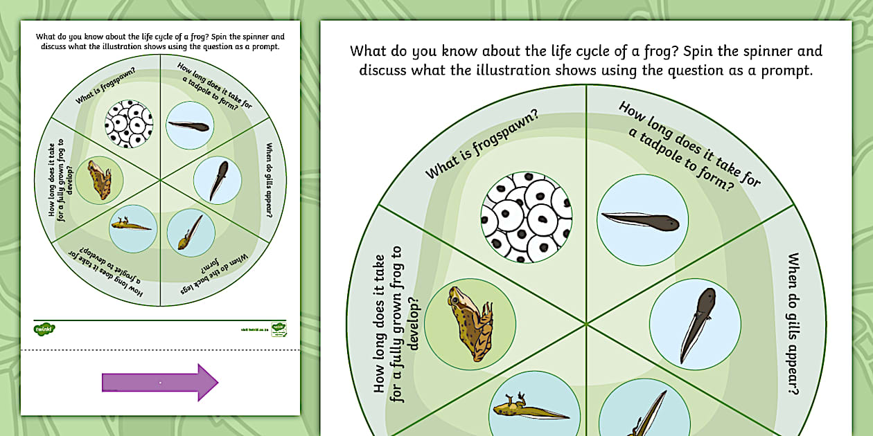 Frog Life Cycle Spinner Game - Twinkl Science (teacher made)