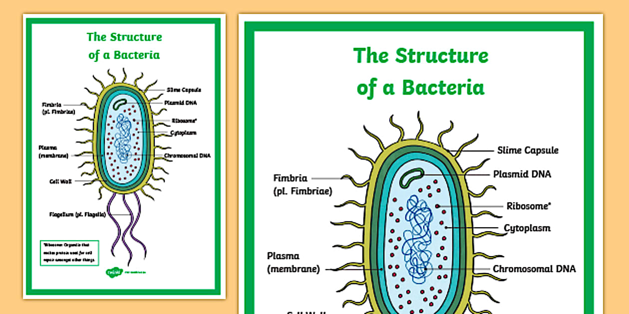 Bacteria Labelled Diagram | Science Display Poster | Twinkl