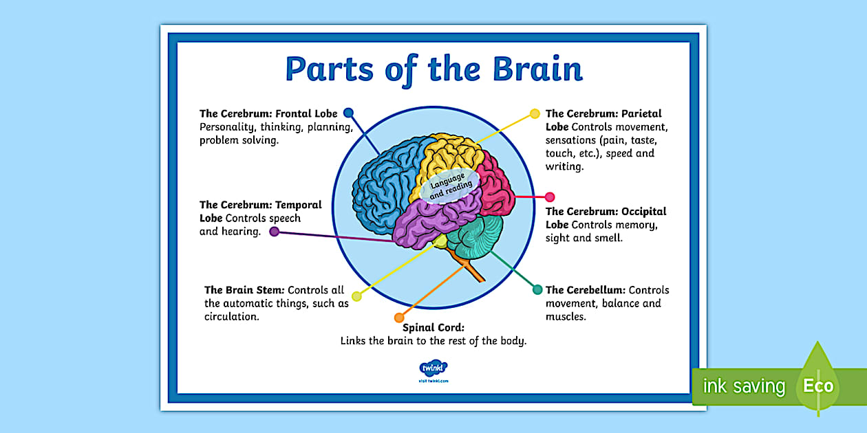 What Does the Brain Do? – Parts of the Brain Poster
