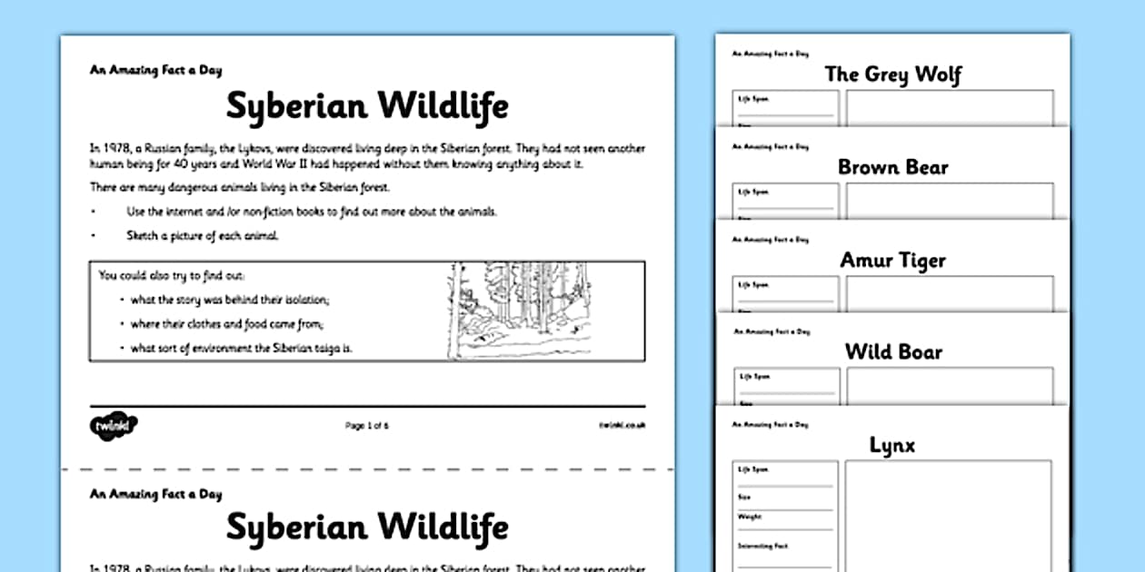 Siberian Wildlife Worksheet / Worksheet - Twinkl