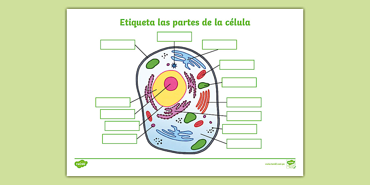 Ficha: Etiqueta las partes de la célula | Twinkl - Twinkl