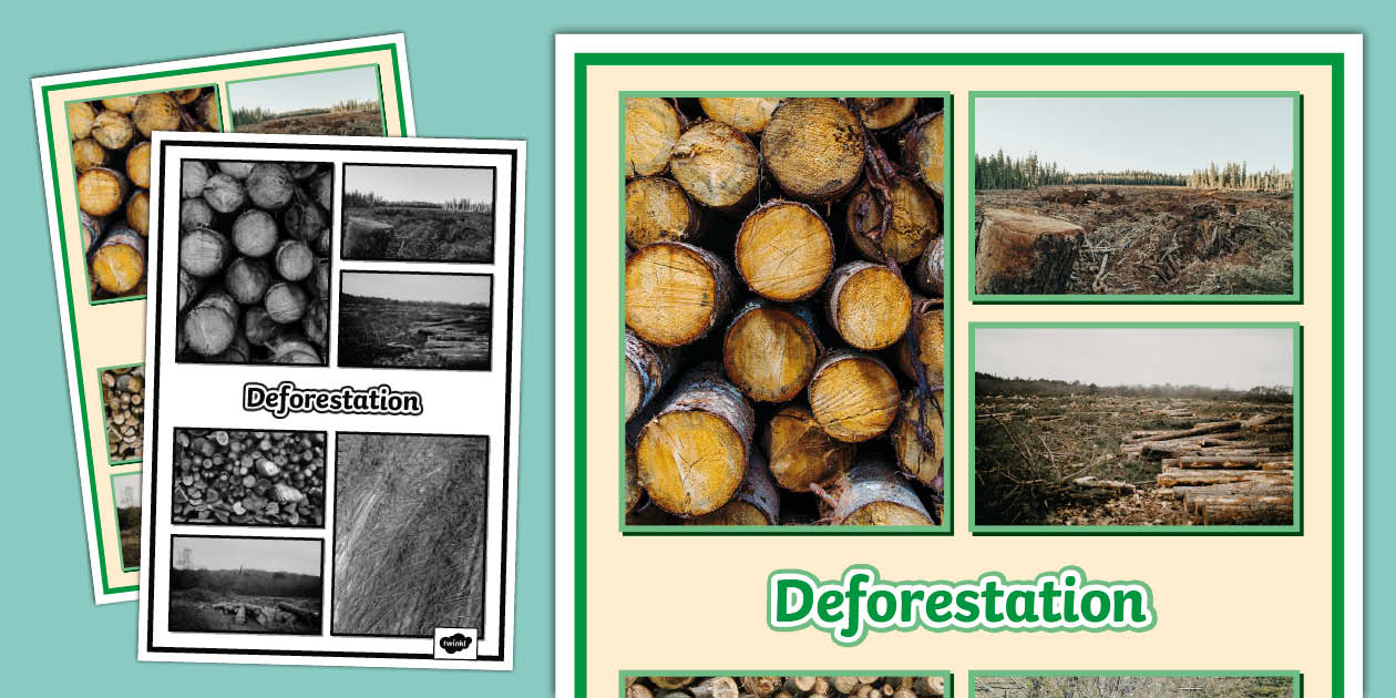 Deforestation Display Poster - Twinkl