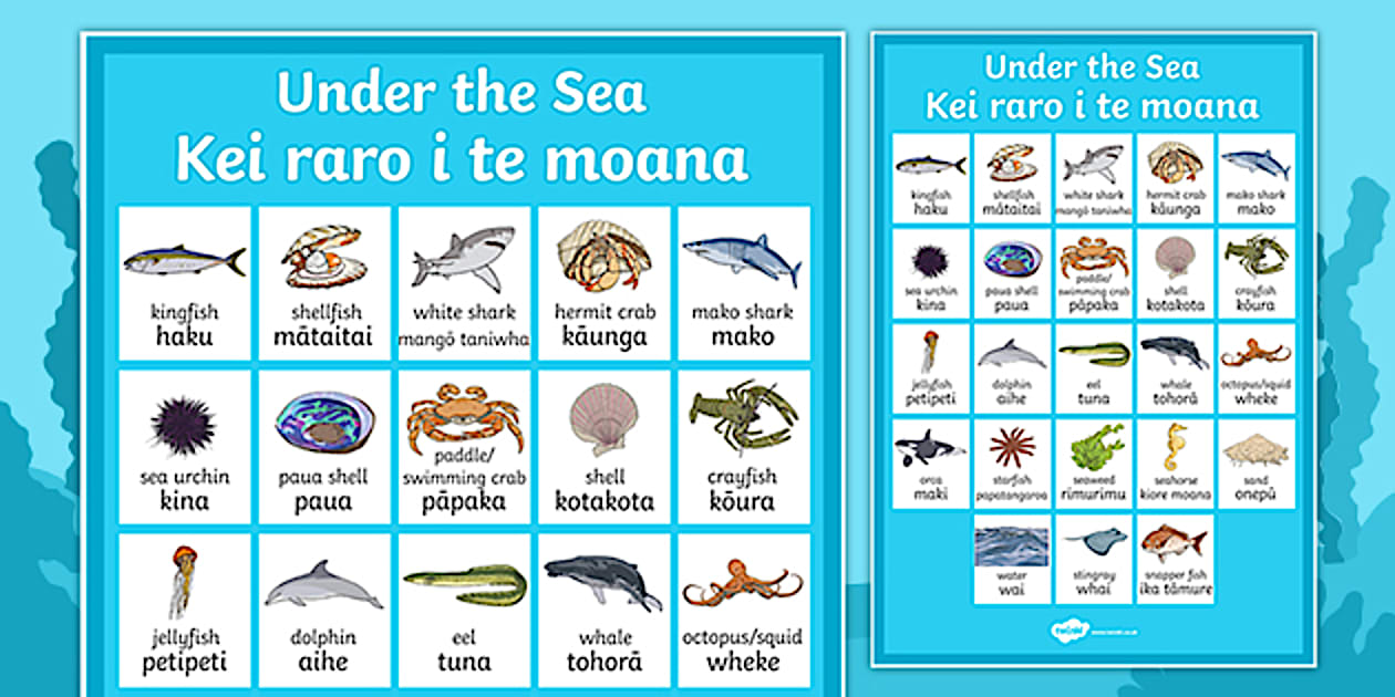 Under the Sea Vocabulary Poster Te Reo Māori (teacher made)