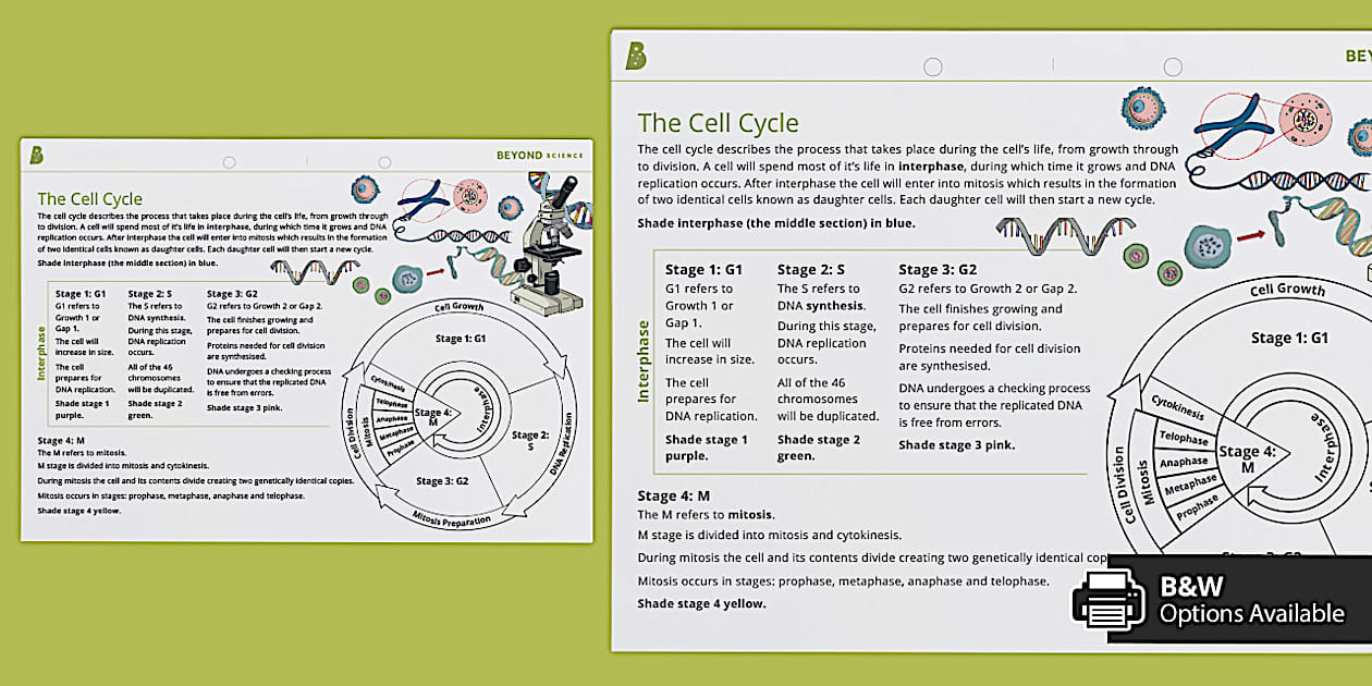 The Cell Cycle Colouring Worksheet (teacher made) - Twinkl