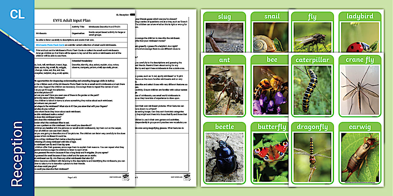 EYFS Minibeasts Describe It and Find It Adult Input Plan
