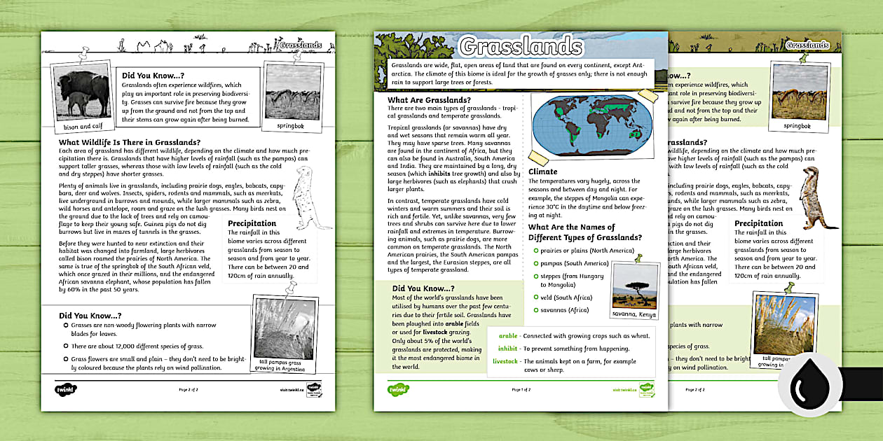 Grasslands Fact File (teacher made) - Twinkl