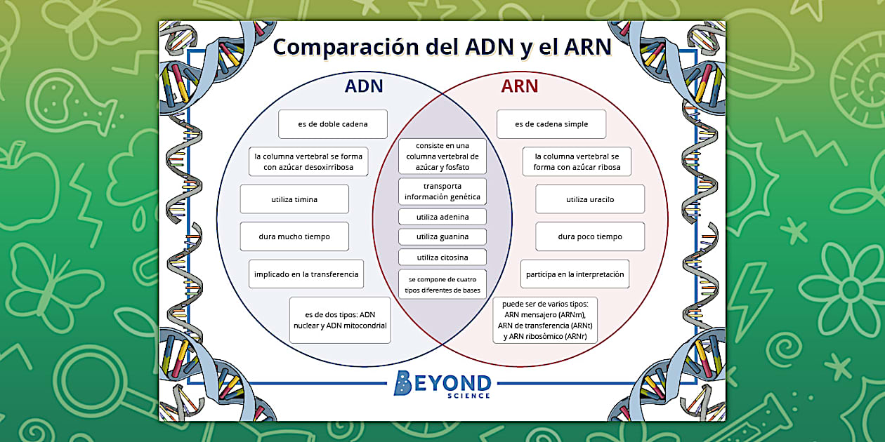 Póster: Comparación del ADN y el ARN - Secundaria - Twinkl