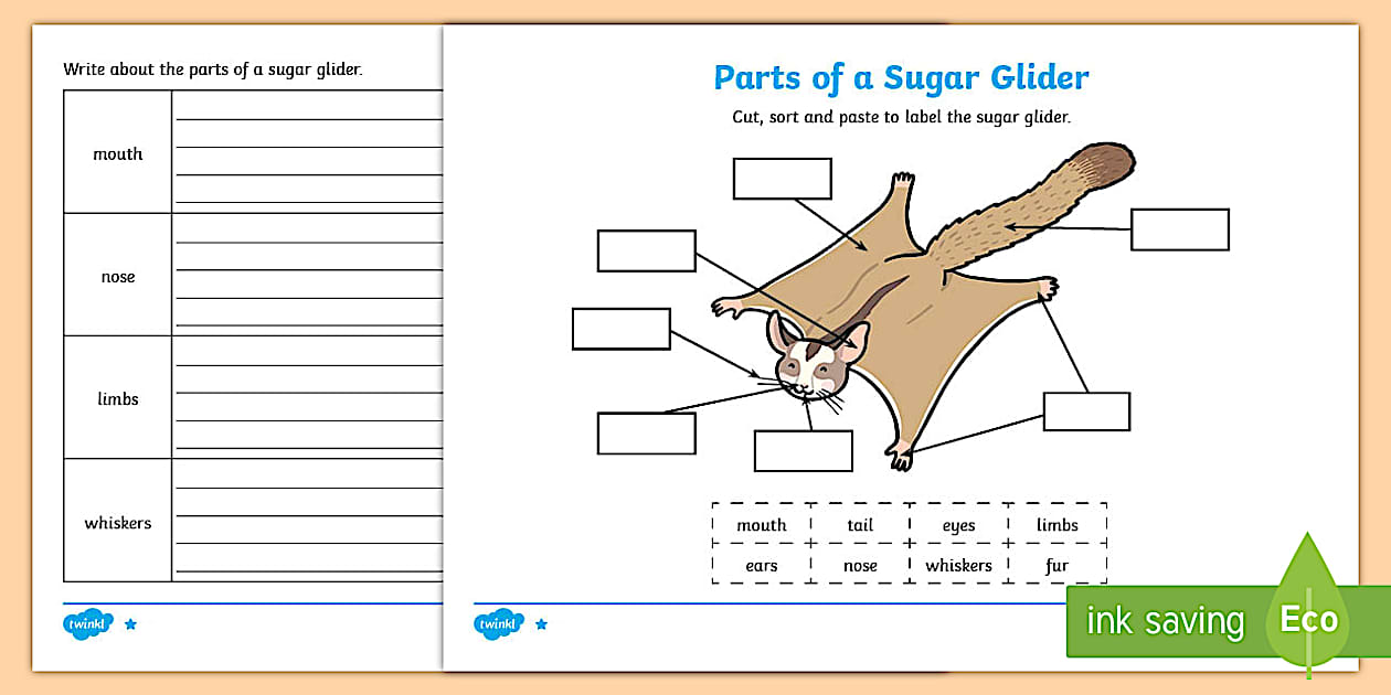 Higher Ability Parts of a Sugar Glider Differentiated Worksheets