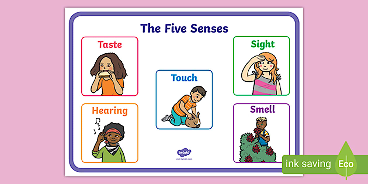 Editable The 5 Senses Display Poster (teacher made) - Twinkl