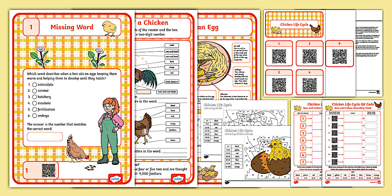 Chicken Life Cycle Colouring QR Code Challenge - Twinkl