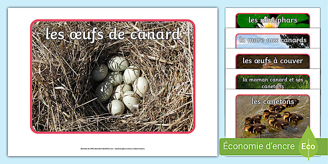 Affiches photos sur les œufs et les canards - Twinkl