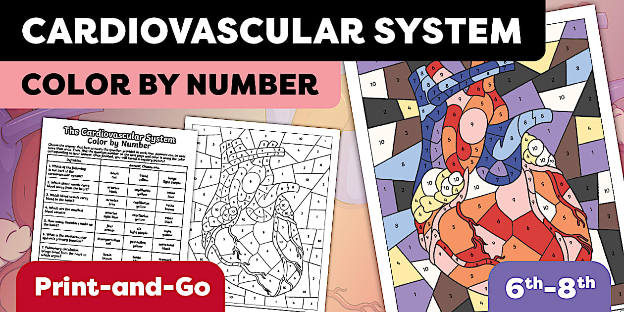 The Cardiovascular System Color by Number for 6th-8th Grade