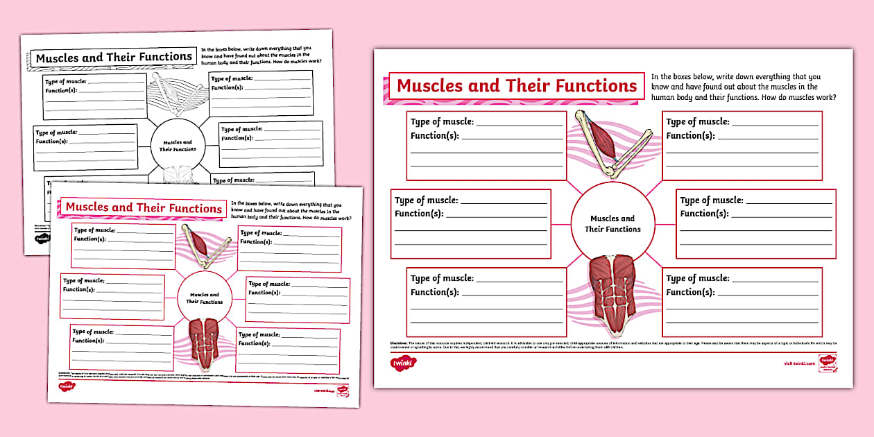 Muscles and Their Function Mind Map (teacher made) - Twinkl