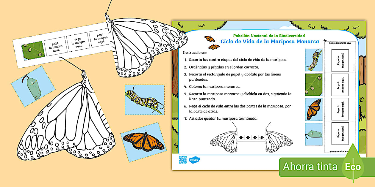 Hoja de actividad: PABIO ciclo de la mariposa (teacher made)