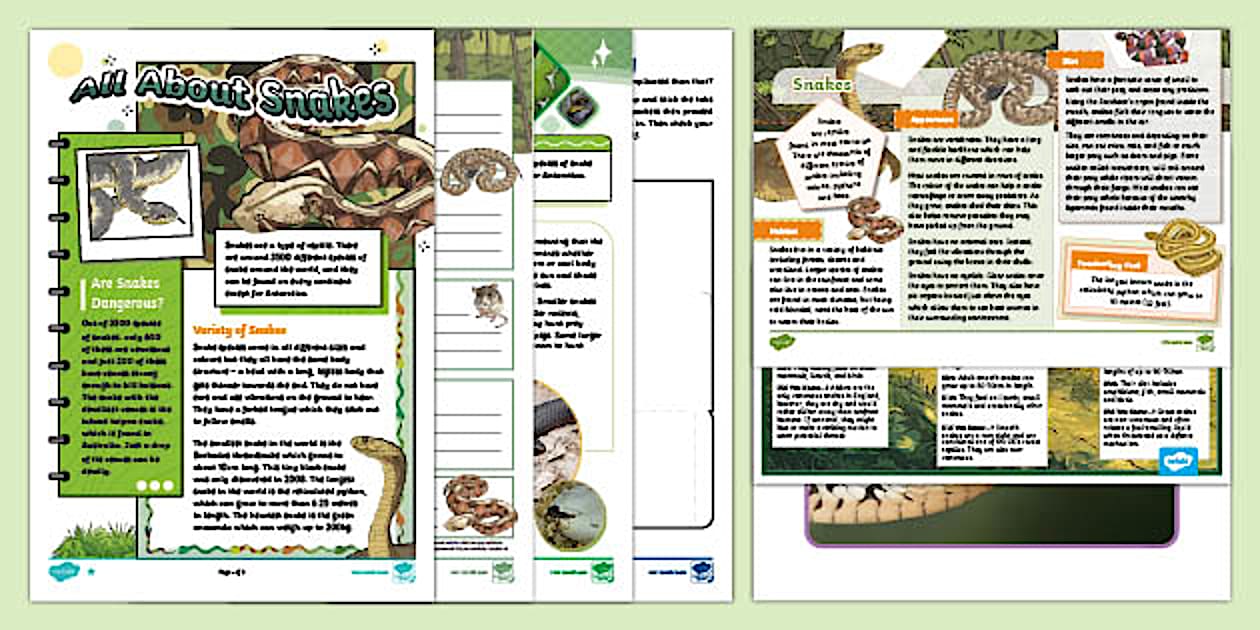 Snakes Lapbook (teacher made) - Twinkl