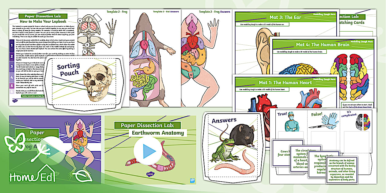 'Beneath the Skin' Paper Dissection Lab Lapbook Resource Pack