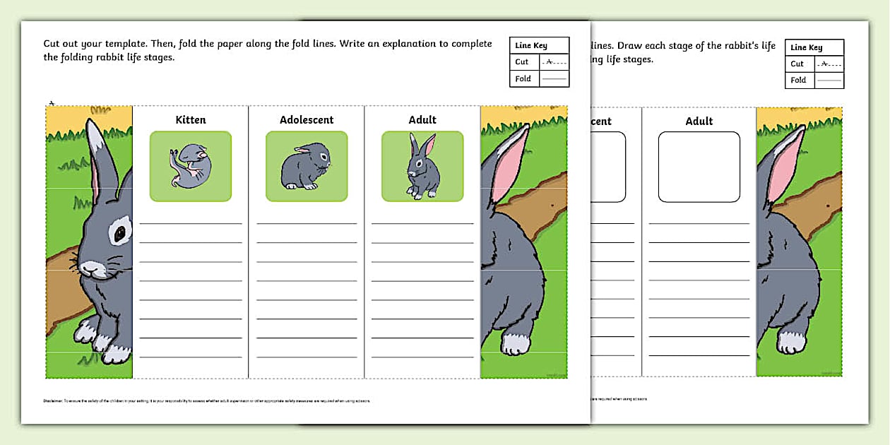 Rabbit Folding Life Stages Template (Teacher-Made) - Twinkl