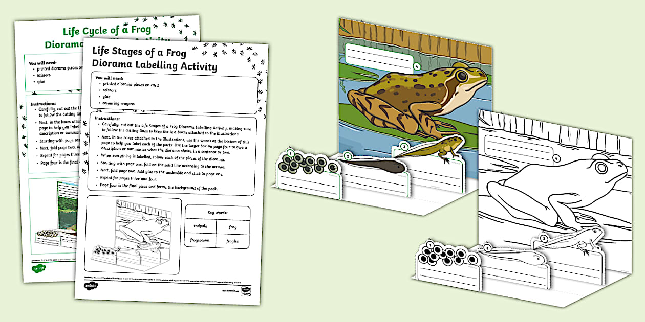 Life Stages of a Frog Diorama Labelling Activity - Twinkl
