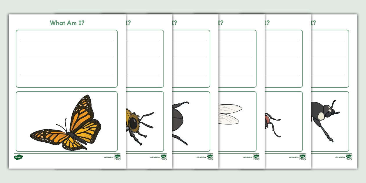 Insects Riddle Template (teacher made) - Twinkl