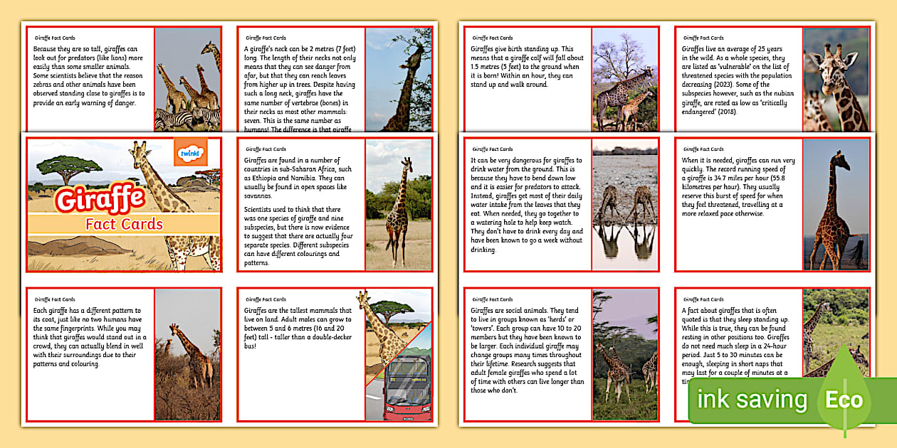KS2 Giraffe Fact Cards (teacher made) - Twinkl