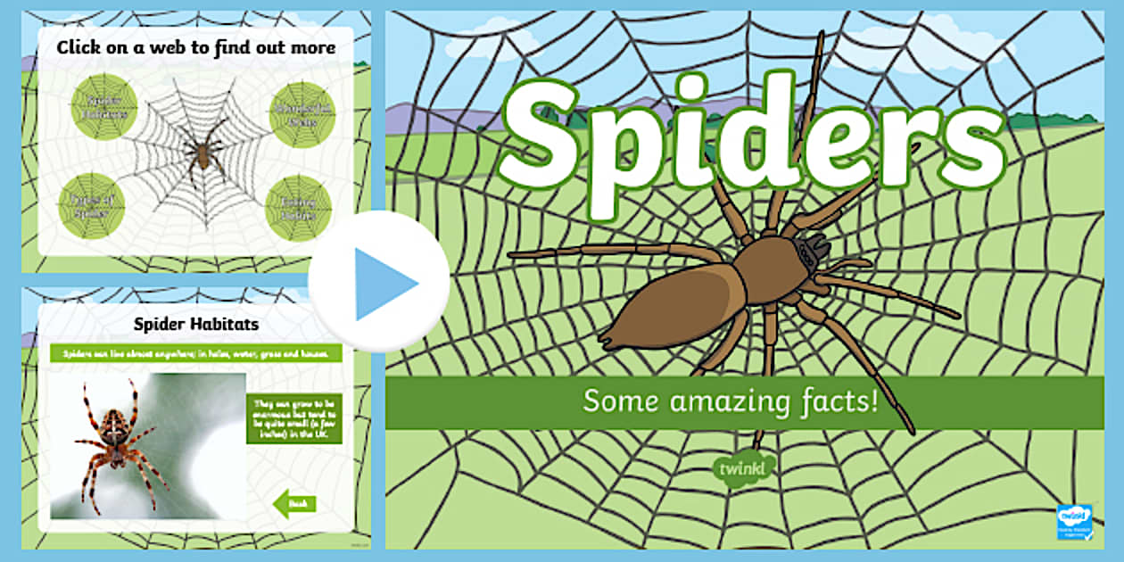 Spider Facts PowerPoint - Minibeasts - Science - Twinkl