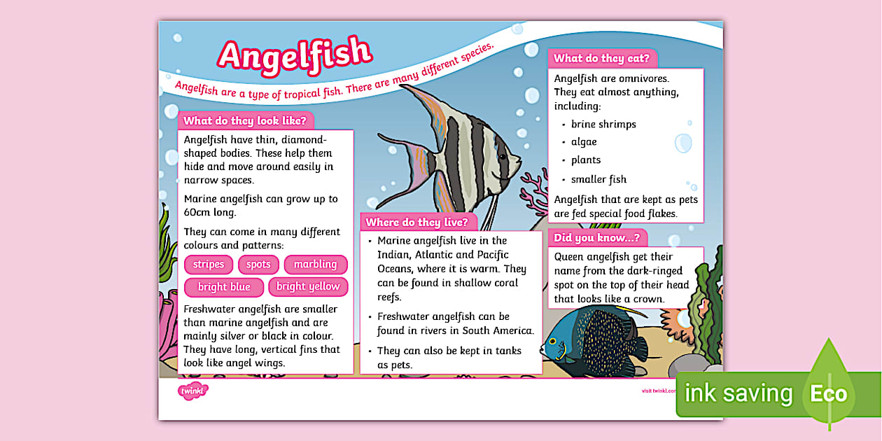 Angelfish Fact File (teacher made) - Twinkl