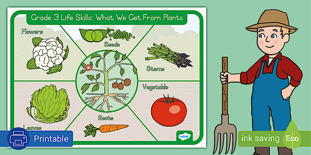 Grade 3 Life Skills: Plants What we get from them Vegetables
