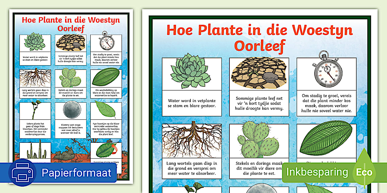 Woestynplante Aanpassings Plakkaat (teacher made) - Twinkl