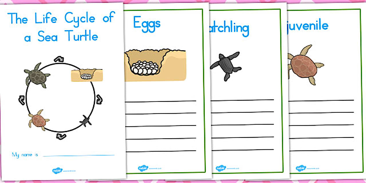 Black and White Sea Turtle Life Cycle Workbook - Twinkl