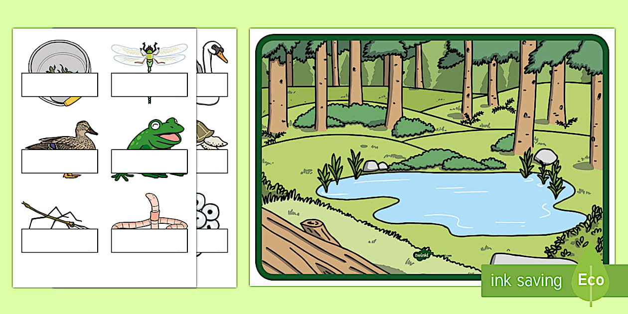 Pond Poster with Editable Labels (teacher made) - Twinkl