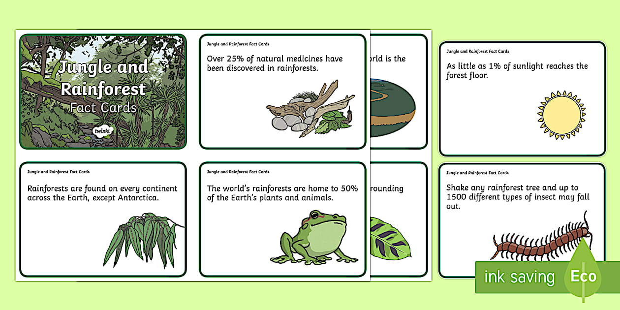 Cursive Amazing Jungle and Rainforest Display Fact Cards