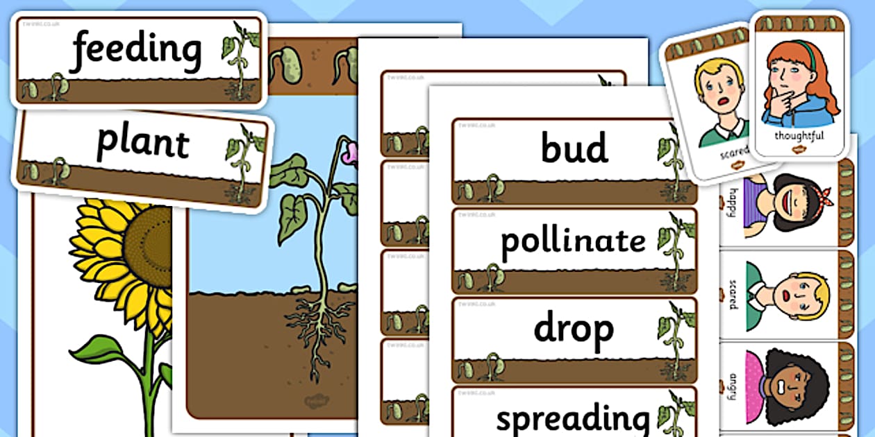 Cursive Bean Life Cycle Mind Map Starter Resource Pack