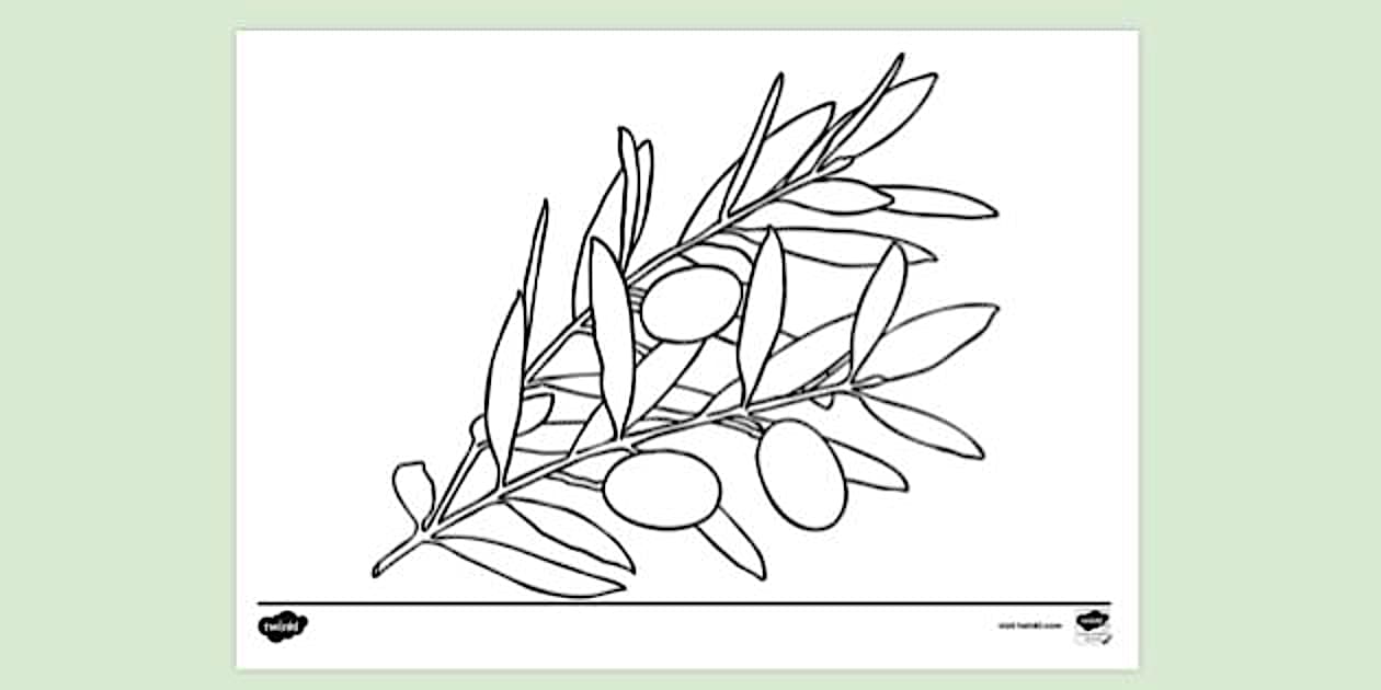 Olive Branch Colouring | Colouring Sheets - Twinkl