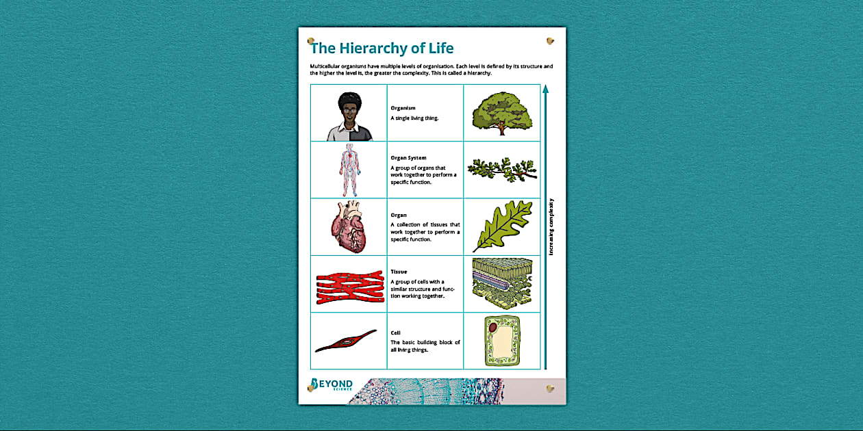 The Hierarchy of Life Poster | Beyond Science (teacher made)