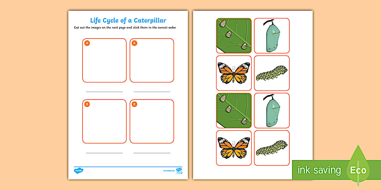 Caterpillar Life Cycle Cut and Stick Worksheet EYFS - australia